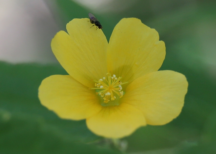 North Queensland Plants - Malvaceae